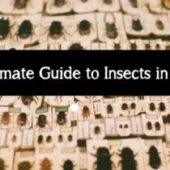 The Creepy-Crawly Guide to Insects in Spanish: Free Printables and More!