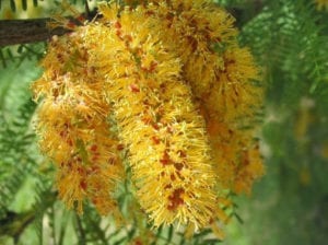 60 Common Spanish Flowers from the Tropics (in Spanish)