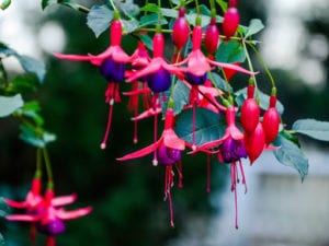 60 Common Spanish Flowers from the Tropics (in Spanish)
