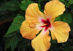 60 Common Spanish Flowers from the Tropics (in Spanish)