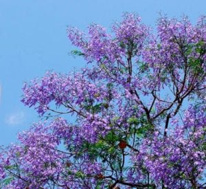 60 Common Spanish Flowers from the Tropics (in Spanish)