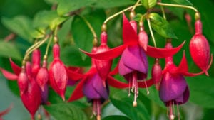 60 Common Spanish Flowers from the Tropics (in Spanish)
