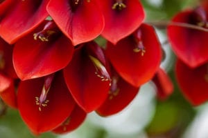 60 Common Spanish Flowers from the Tropics (in Spanish)