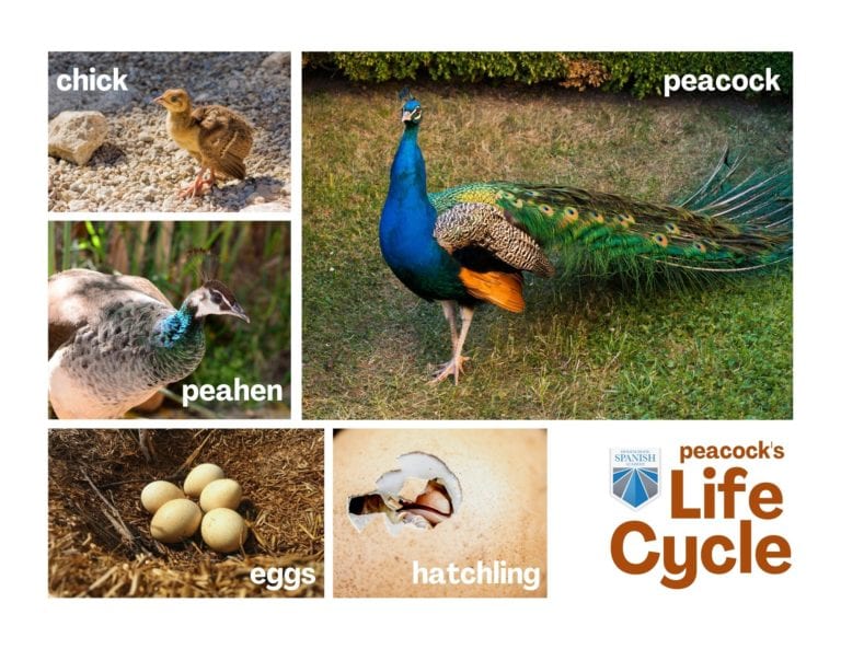 Peacock Facts and Activities (Free Spanish Lessons for Kids)