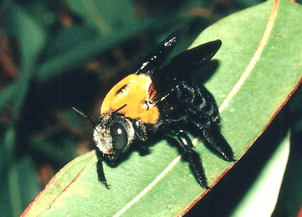 Bzzz! Learn Everything About Bees in Spanish