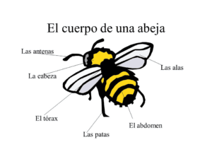 Bzzz! Learn Everything About Bees in Spanish