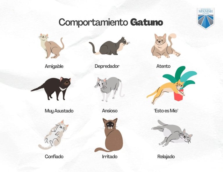 Miau! The Ultimate Vocabulary Guide to Your Cat in Spanish
