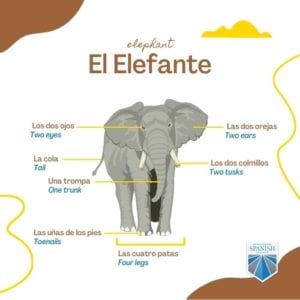Animal Parts and Anatomy (Free Spanish Lessons for Kids)