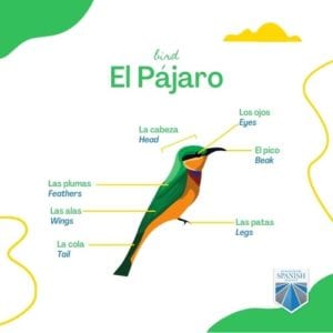 Animal Parts and Anatomy (Free Spanish Lessons for Kids)