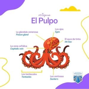 Animal Parts and Anatomy (Free Spanish Lessons for Kids)