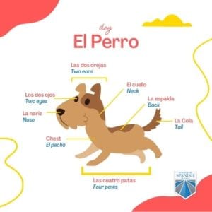Animal Parts and Anatomy (Free Spanish Lessons for Kids)