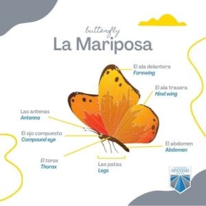 Animal Parts and Anatomy (Free Spanish Lessons for Kids)