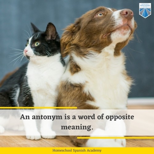 Your Ultimate Guide to Spanish Antonyms