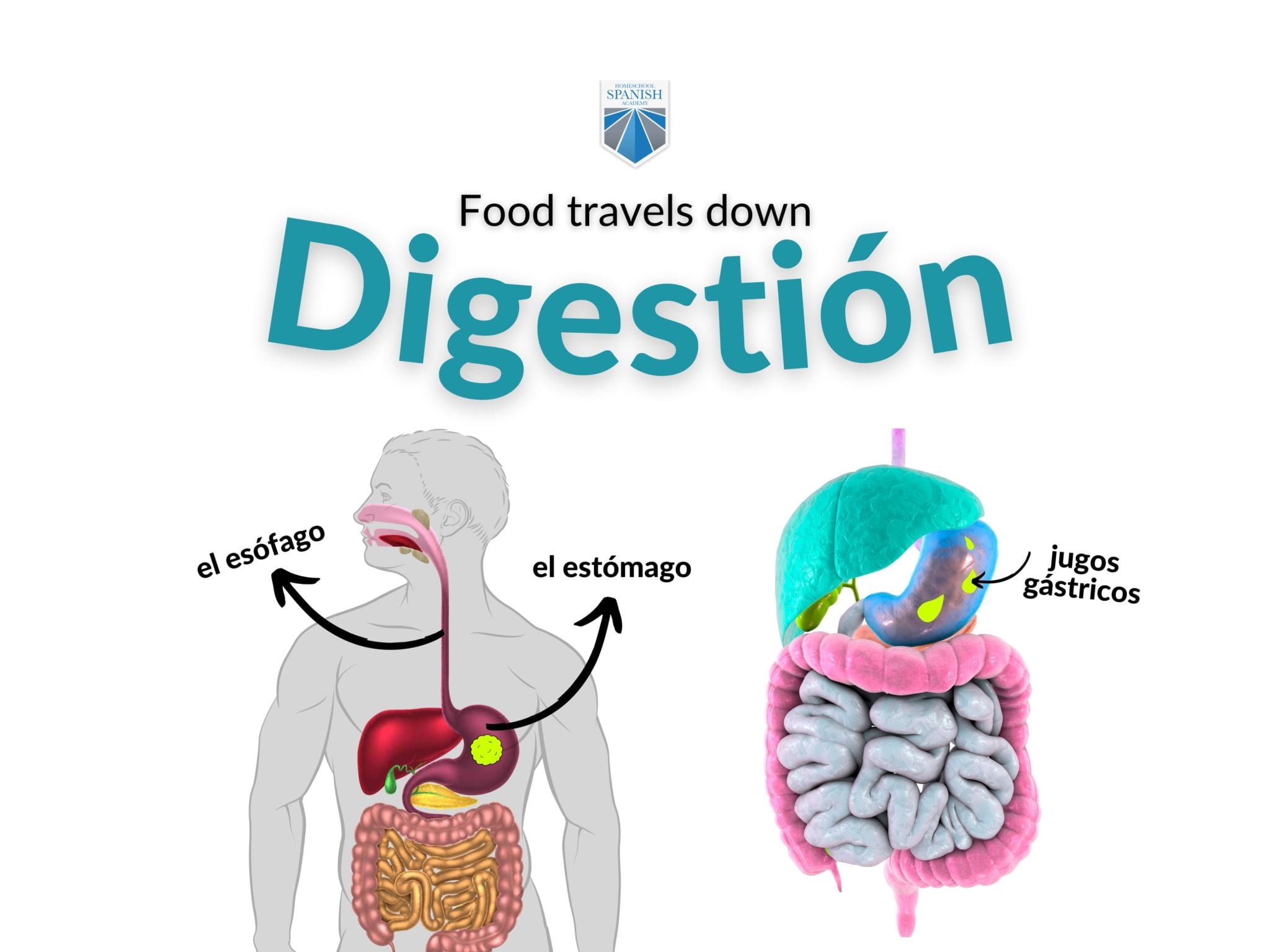 The Digestive System (Free Spanish Lessons for Kids)