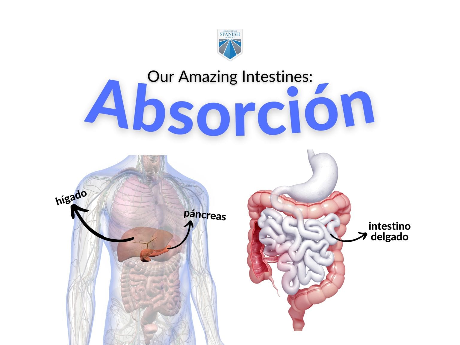 The Digestive System (Free Spanish Lessons for Kids)