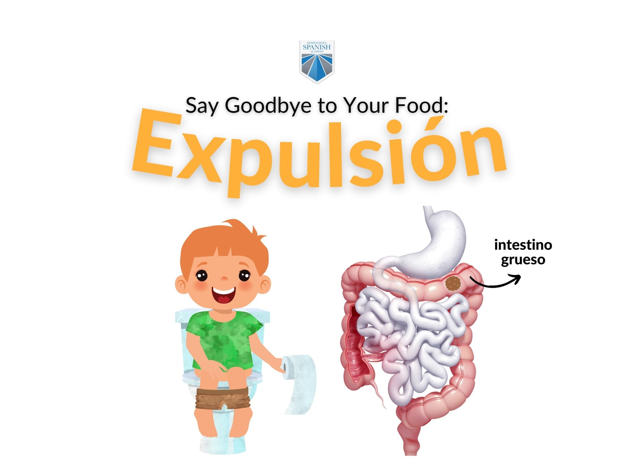 The Digestive System (Free Spanish Lessons for Kids)
