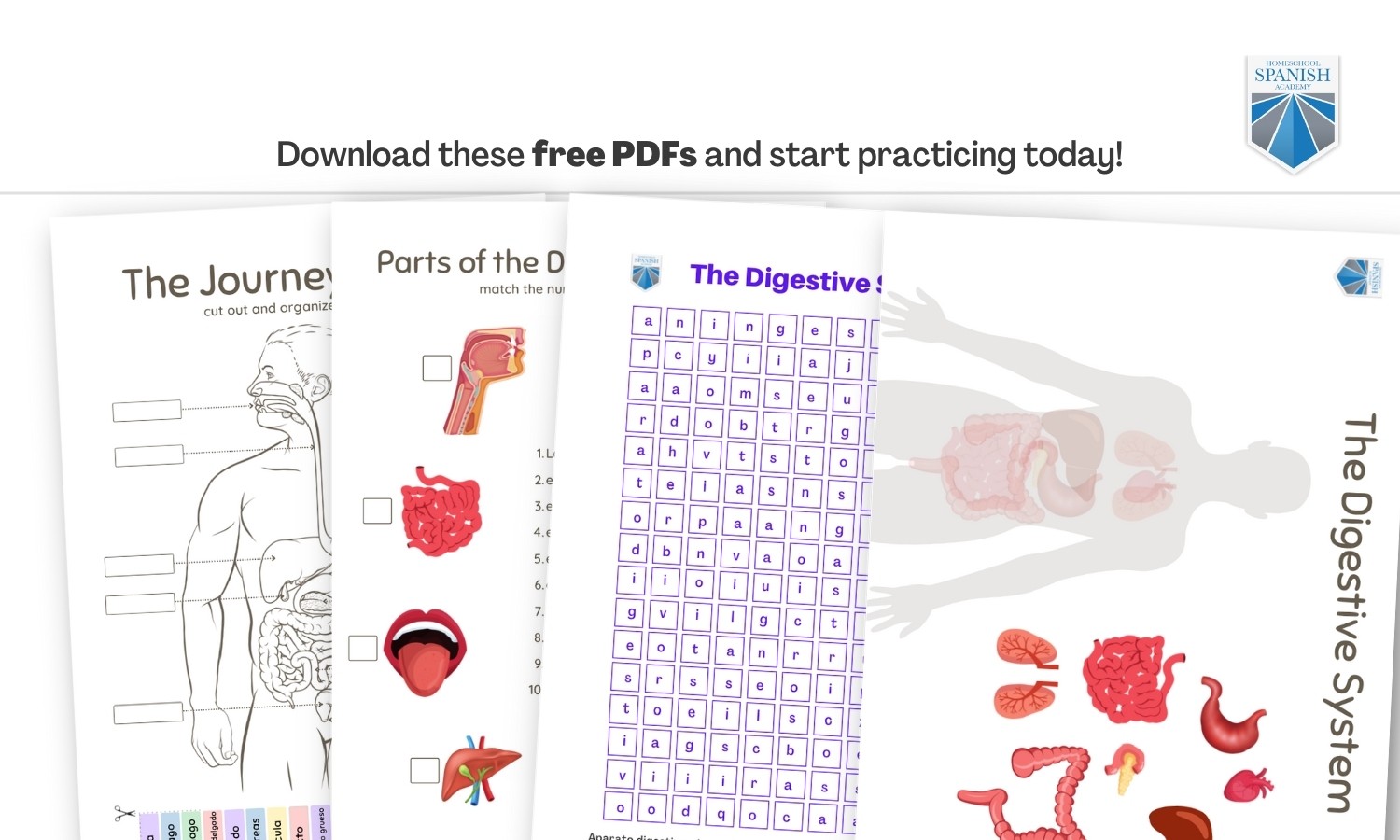 The Digestive System (Free Spanish Lessons for Kids)