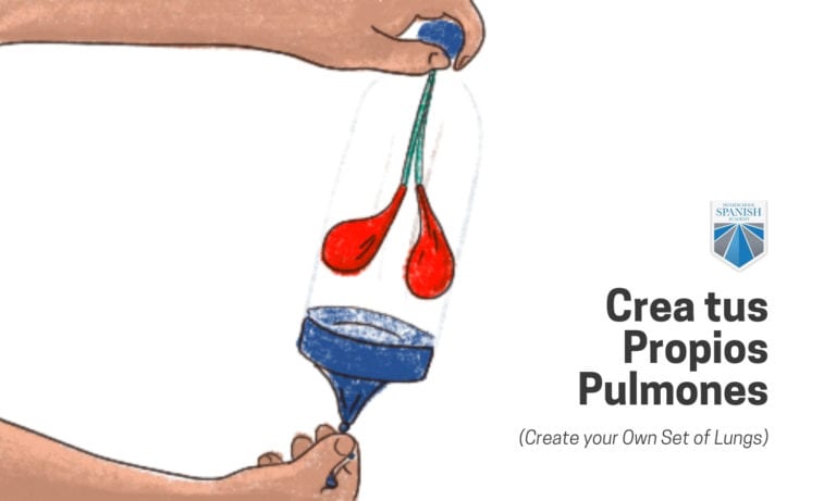 The Respiratory System (Free Spanish Lessons for Kids)