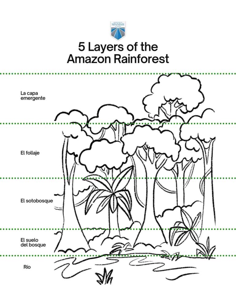 Amazon Rainforest Facts (Free Spanish Lessons for Kids)