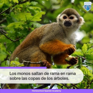 Amazon Rainforest Facts (Free Spanish Lessons for Kids)