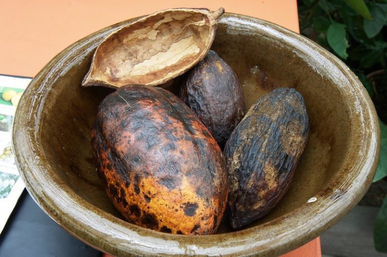 Mayan Chocolate: The Birth and Invention of Chocolate