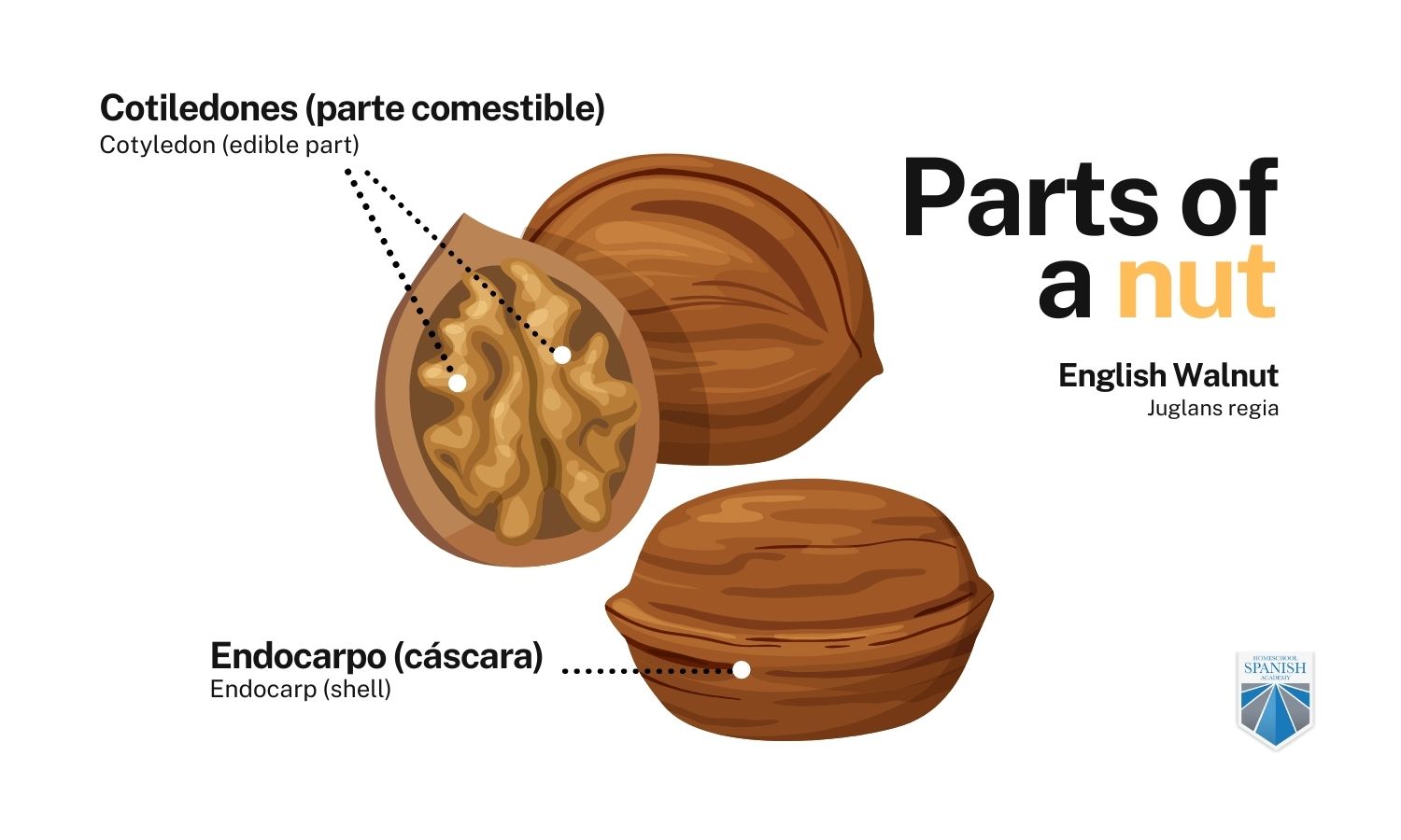 A Comprehensive Vocabulary Guide to Nuts & Seeds in Spanish