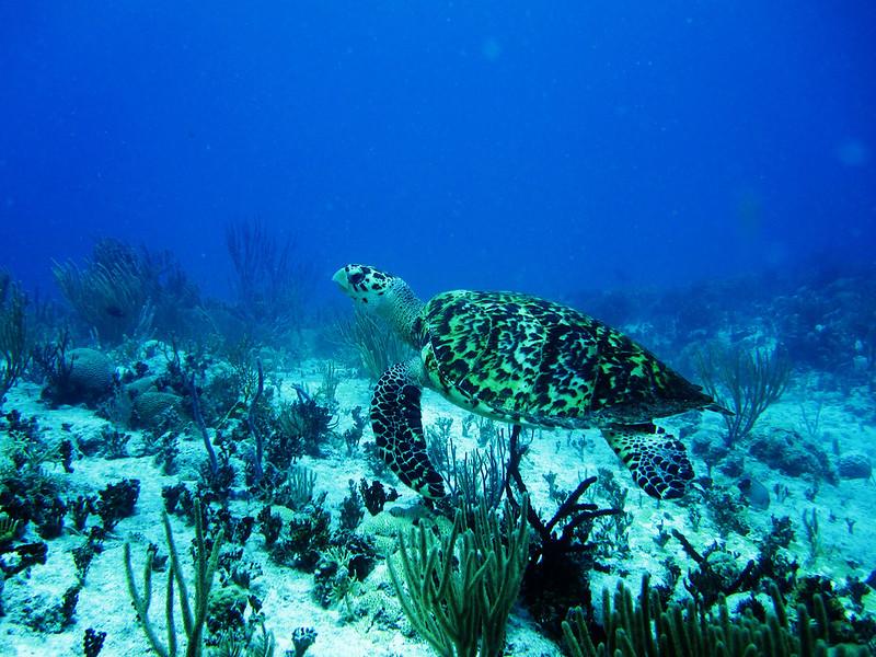13 Extraordinary Facts About the Mesoamerican Reef Off the Coast of ...