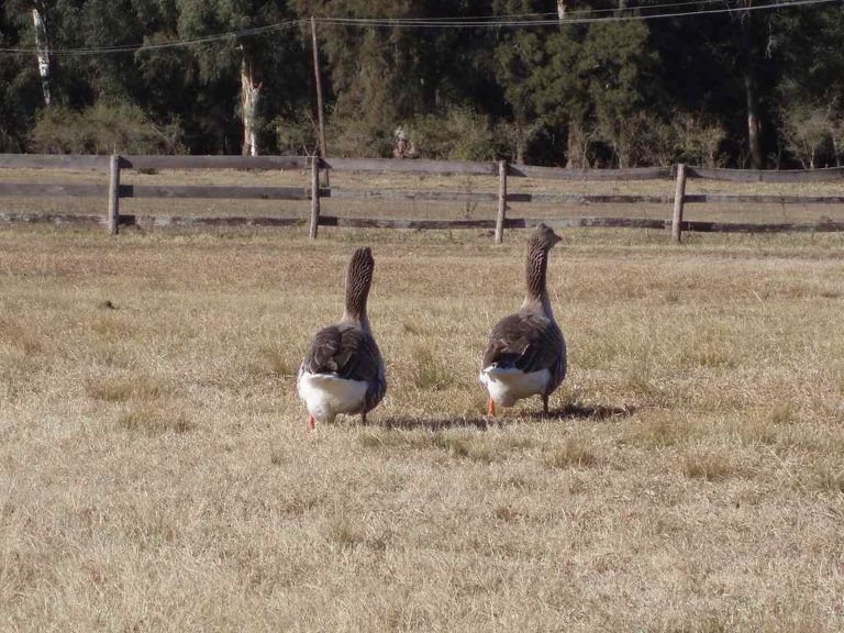 9 Quirky Facts About Pato: Argentina's National Sport