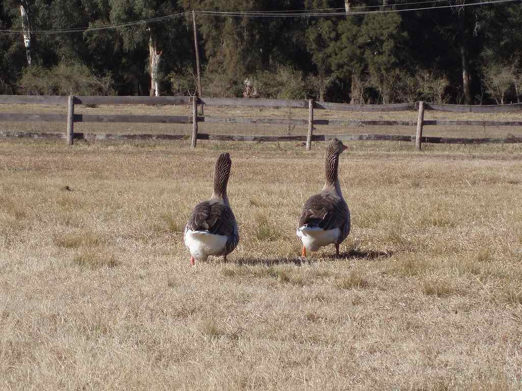 9 Quirky Facts About Pato: Argentina's National Sport