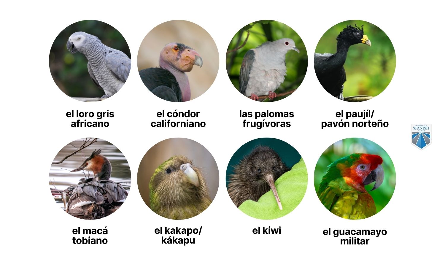 Learn About Endangered Species (Free Spanish Lessons for Kids)