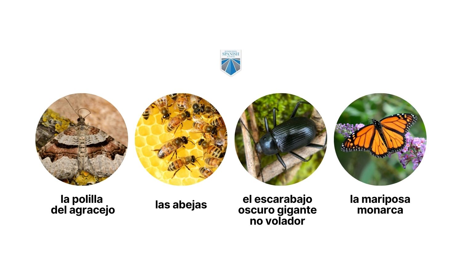 Learn About Endangered Species (Free Spanish Lessons for Kids)