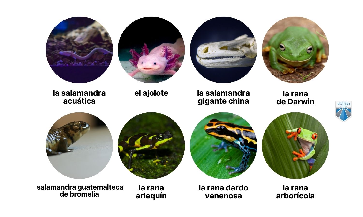 Learn About Endangered Species (Free Spanish Lessons for Kids)