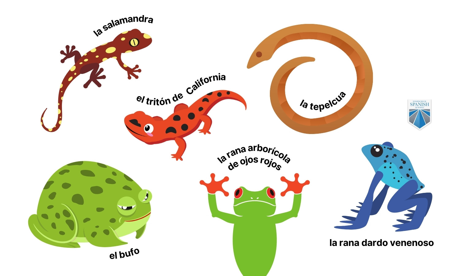 All About Vertebrate Animals (Free Spanish Lessons for Kids)