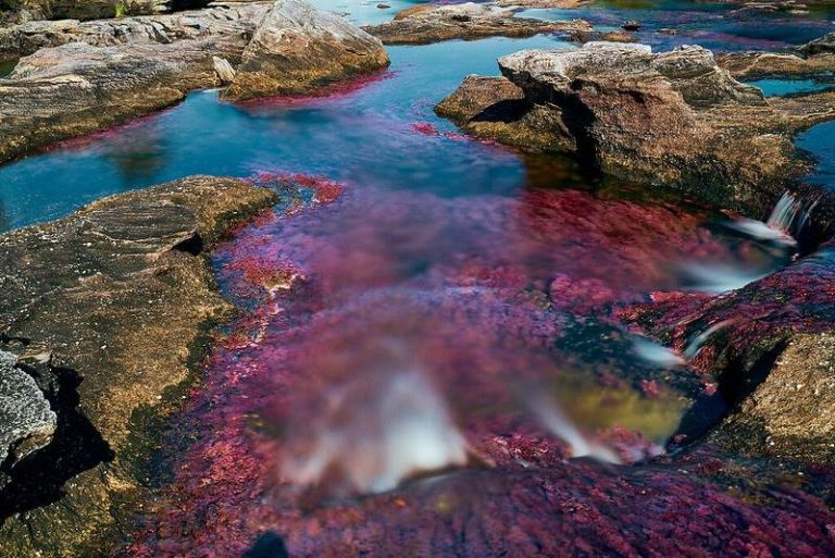 Colombia’s Liquid Rainbow: Cano Cristales the “River of Five Colors”