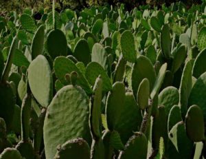 Desert Animals and Plants (Free Spanish Lessons for Kids)