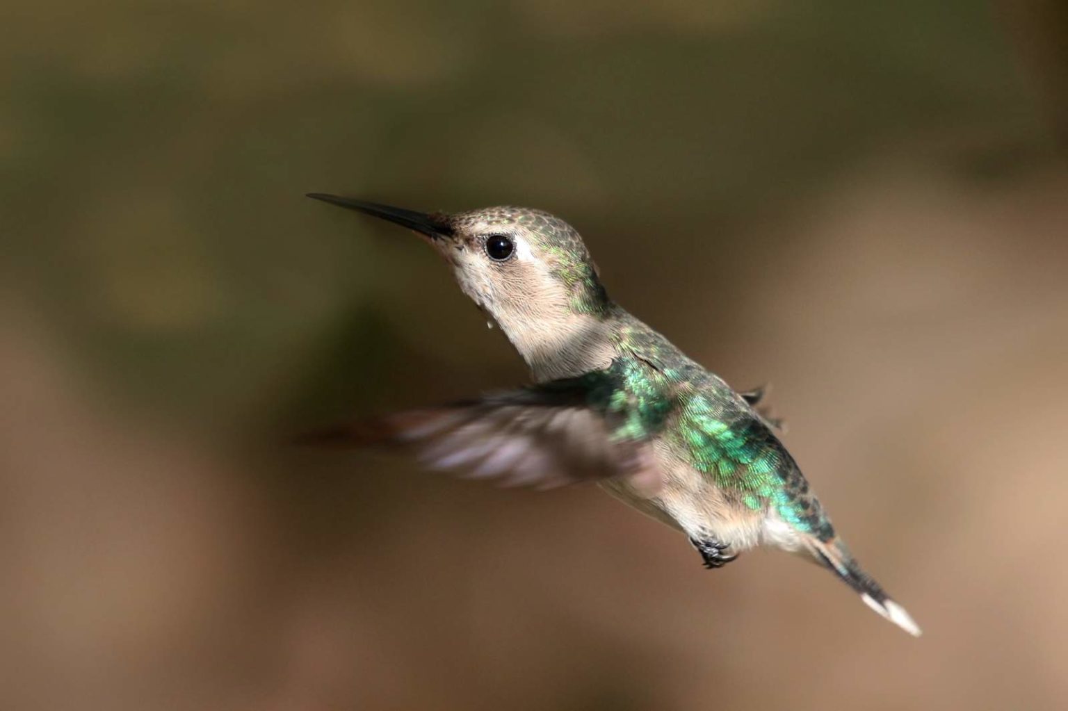 10 Unique Animals You'll Find in Cuba