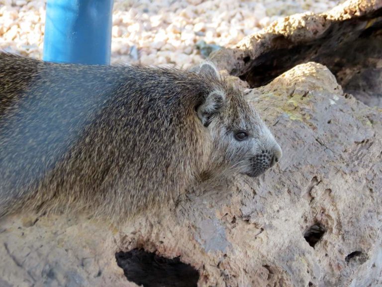 10 Unique Animals You'll Find in Cuba