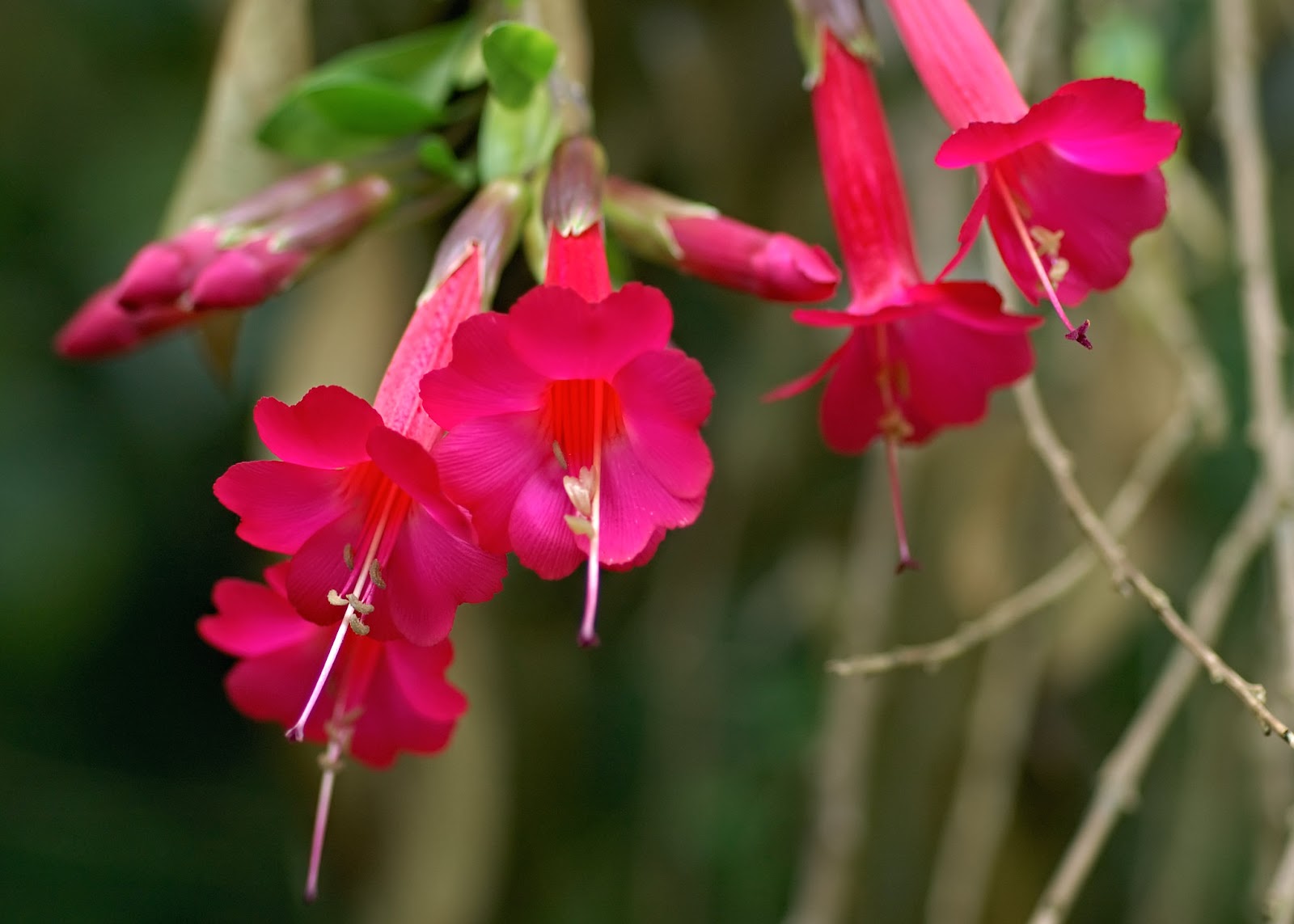 All About Peru's National Symbols