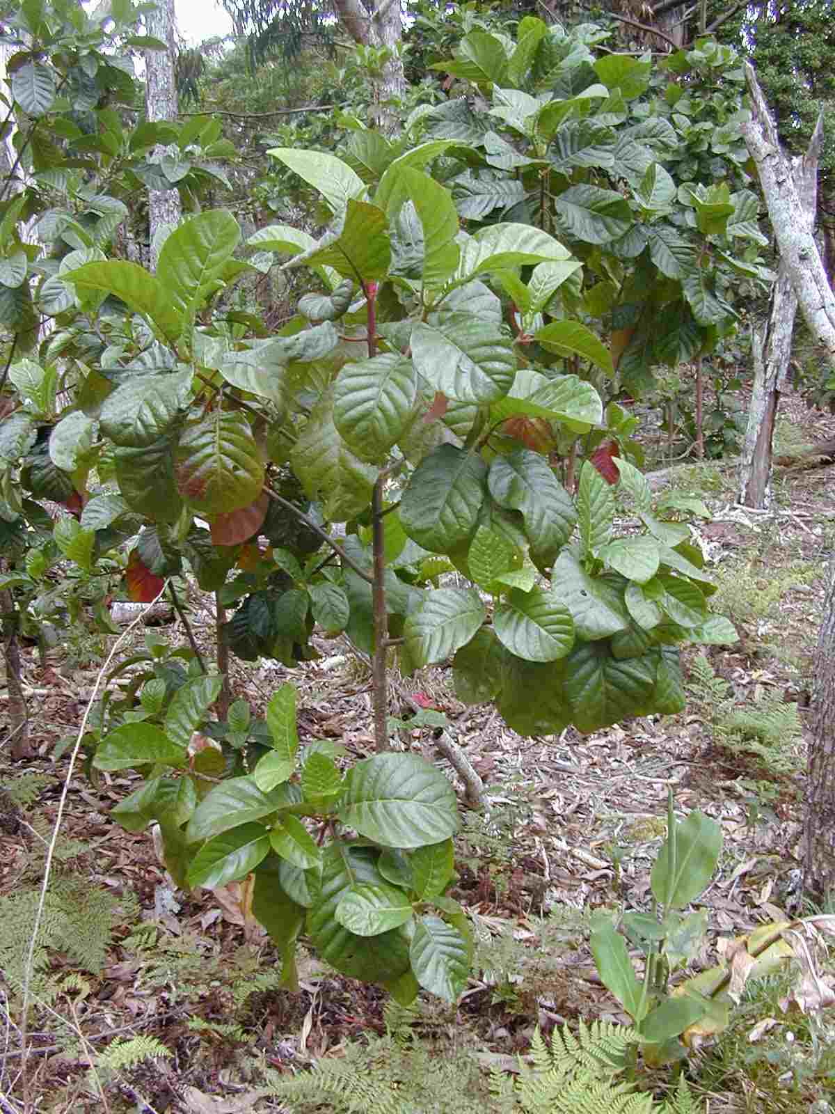 All About Peru's National Symbols