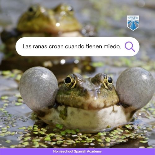 Animal Sounds (Free Spanish Lessons for Kids)