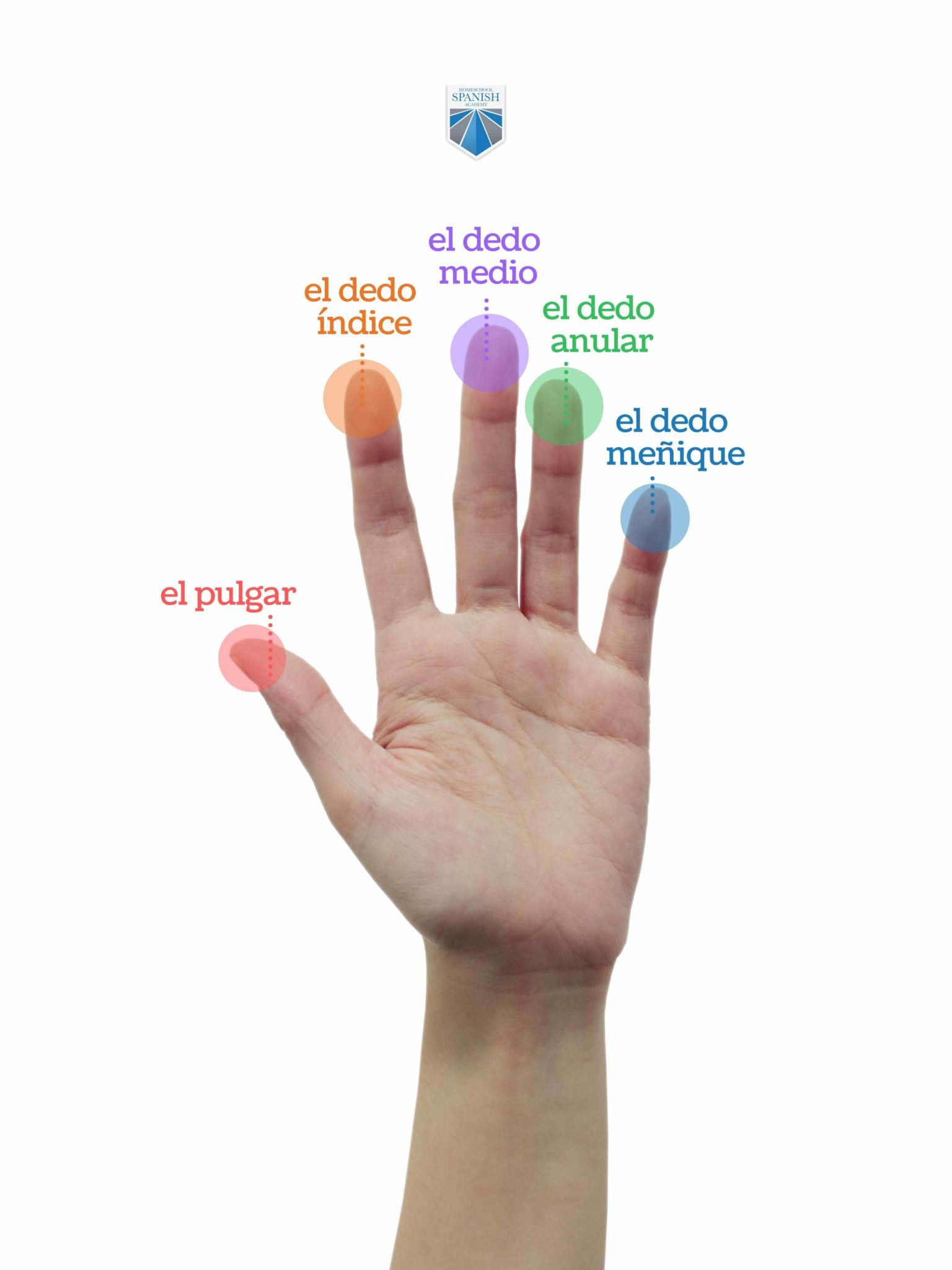 Parts of the Body (Free Spanish Lessons for Kids)