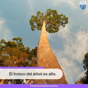 Science of Plants and Soil (Free Spanish Lessons for Kids)