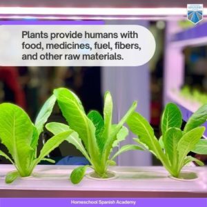 Science of Plants and Soil (Free Spanish Lessons for Kids)