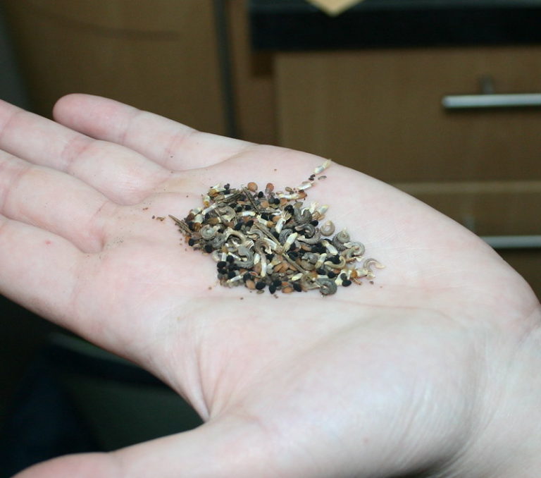 12 Inspirational Earth Day Activities for Elementary Kids in Spanish