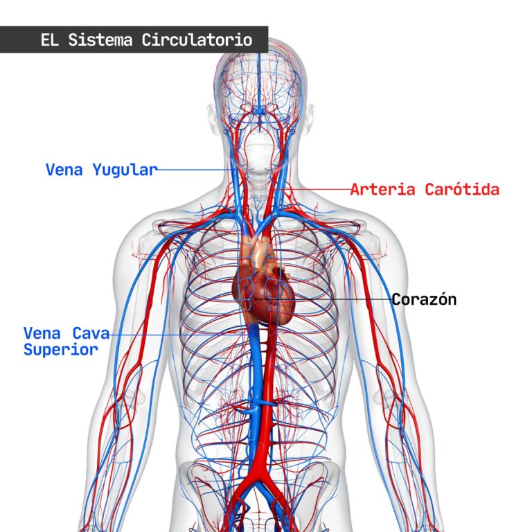 Internal Organs in Spanish: A Complete Vocabulary Guide