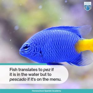 Learn These 20 Types of Fish in Spanish [+ More Vocab]