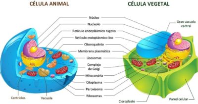 Parts of a Cell in Spanish (Free Spanish Lessons for Kids)