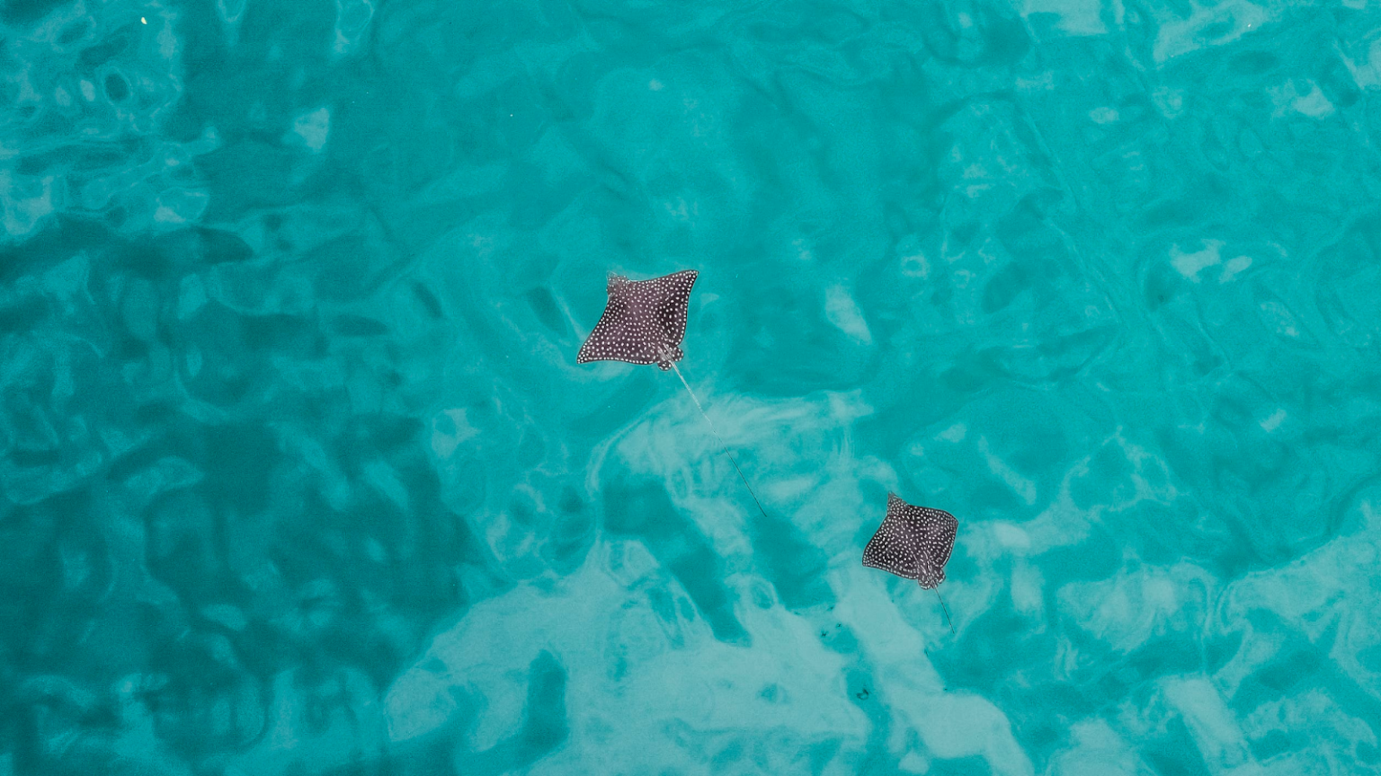 The Ultimate Spanish Vocabulary Guide for World Oceans Day