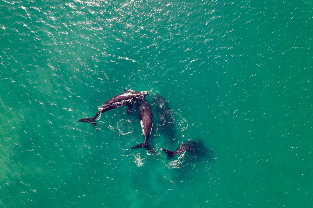 The Ultimate Spanish Vocabulary Guide for World Oceans Day